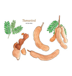 Tamarind water color hand draw sketch Royalty Free Vector