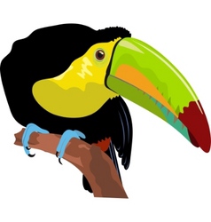 Toukan Royalty Free Vector Image - VectorStock
