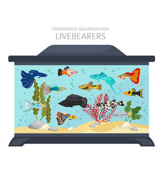 Livebearers fish freshwater aquarium fish icon Vector Image