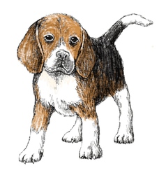 Dog beagle Royalty Free Vector Image - VectorStock