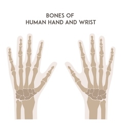 Anatomy human elbow Royalty Free Vector Image - VectorStock