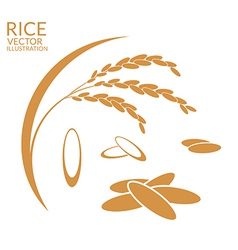Rice plant doodle natural farm crop drawing Vector Image