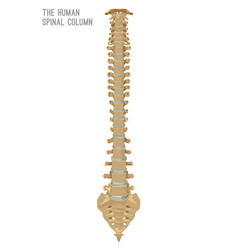 Human vertebrae anatomy infographics Royalty Free Vector