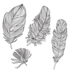 Hand drawn feathers Royalty Free Vector Image - VectorStock