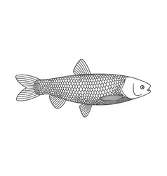 Carp drawing Royalty Free Vector Image - VectorStock