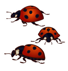 A ladybug life cycle Royalty Free Vector Image