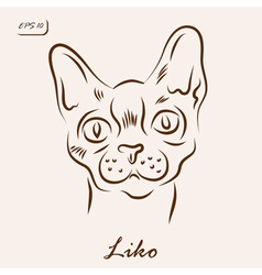 Norwegian forest cat Royalty Free Vector Image