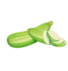 Green zucchini vegetable squash isolated on white Vector Image