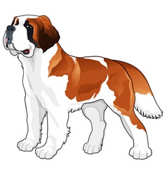 Saint bernard Royalty Free Vector Image - VectorStock
