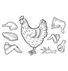 Chicken and cutted meat Royalty Free Vector Image