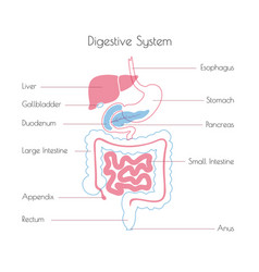 Human digestive system Royalty Free Vector Image
