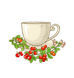 Raspberry tea Royalty Free Vector Image - VectorStock