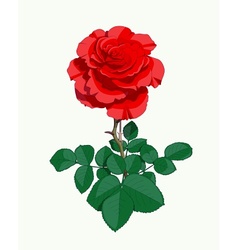 Red rose Royalty Free Vector Image - VectorStock