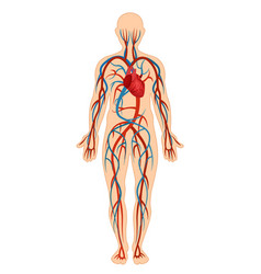 Circulatory system isolated human anatomy veins Vector Image