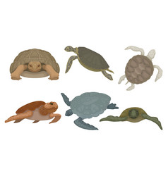 Sea turtles from different perspectives isolated Vector Image
