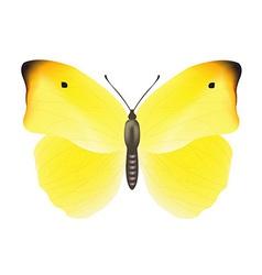 Butterfly effect Royalty Free Vector Image - VectorStock