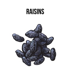 Pile of dried raisins sketch style hand drawn Vector Image