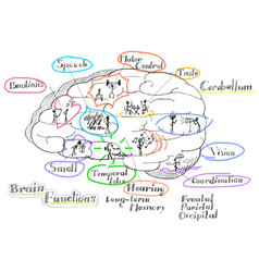 Brain functions Royalty Free Vector Image - VectorStock