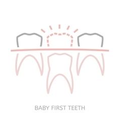 Baby first teeth chart Royalty Free Vector Image