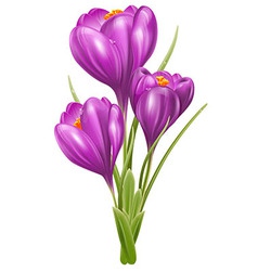 Crocus logo Royalty Free Vector Image - VectorStock