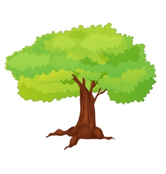 Growth chart ruler with two monkeys on tree Vector Image