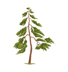 Realistic pine trees set Royalty Free Vector Image