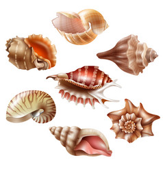 Seashells set Royalty Free Vector Image - VectorStock