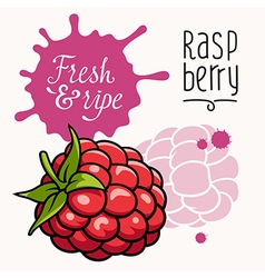 Cherry 001 Royalty Free Vector Image - VectorStock