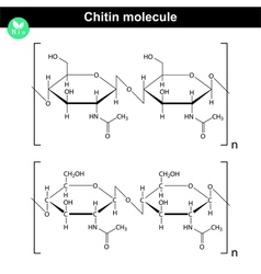 Chitin molecule Royalty Free Vector Image - VectorStock