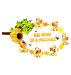 Honey bee life cycle Royalty Free Vector Image