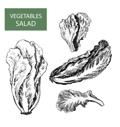 Fresh arugula set isolated on white Royalty Free Vector