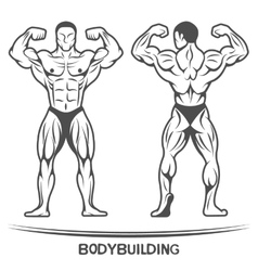 Muscle bodybuilder back pose Royalty Free Vector Image
