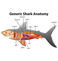 Generic shark Royalty Free Vector Image - VectorStock