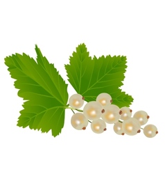 White currants Royalty Free Vector Image - VectorStock
