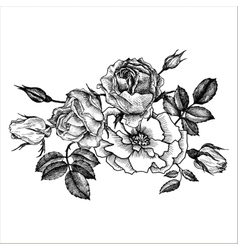 Wild rose hand drawing black and white vintage Vector Image