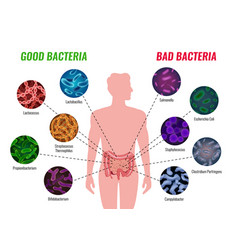 Good and bad bacteria poster Royalty Free Vector Image